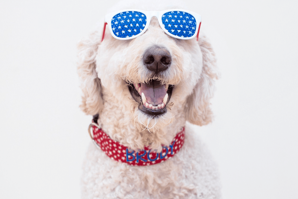Fourth Of July Dog Safety Tips – Duke & Fox