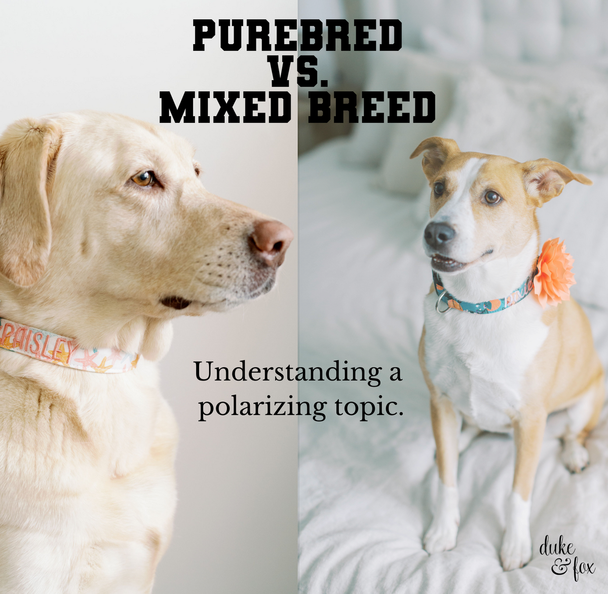 Purebred vs. Mixed Breed, What's Best for You? – Duke & Fox