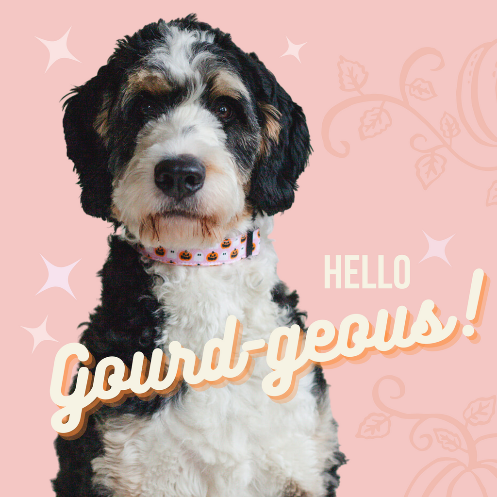 How to Choose the Paw-fect Fall Collar – Duke & Fox