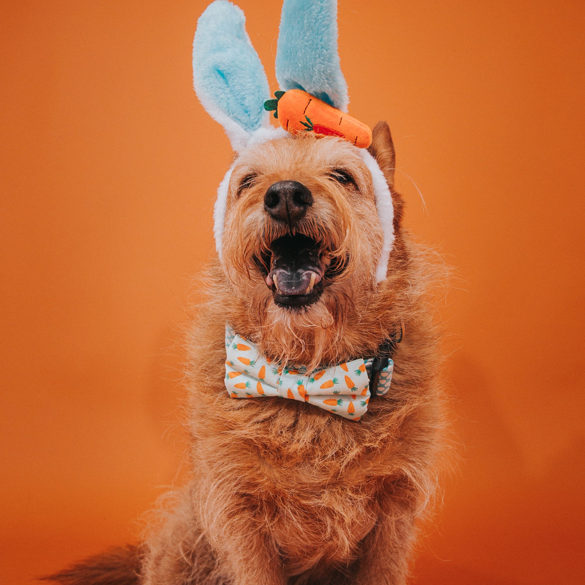Easter – Duke & Fox