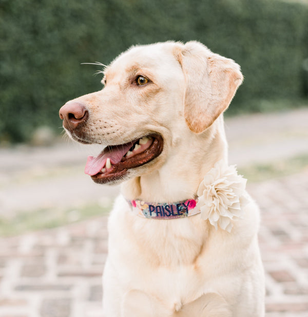 Gallery – Duke & Fox