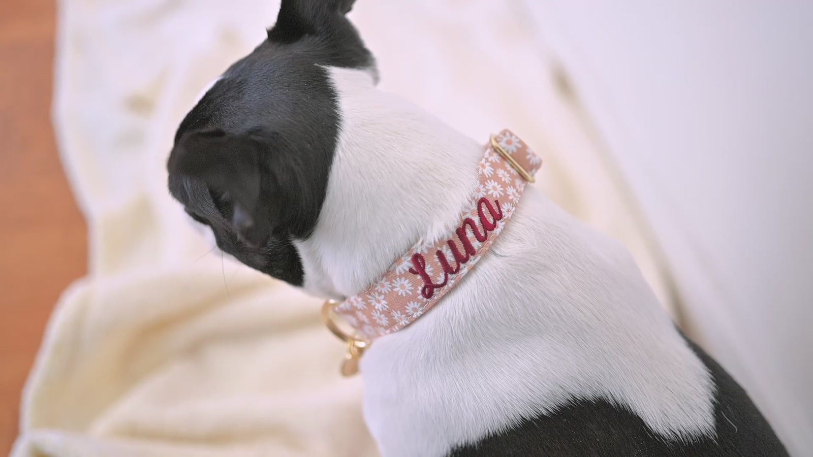 Personalized Dog Collars, Embroidered Dog Collars by Duke & Fox®